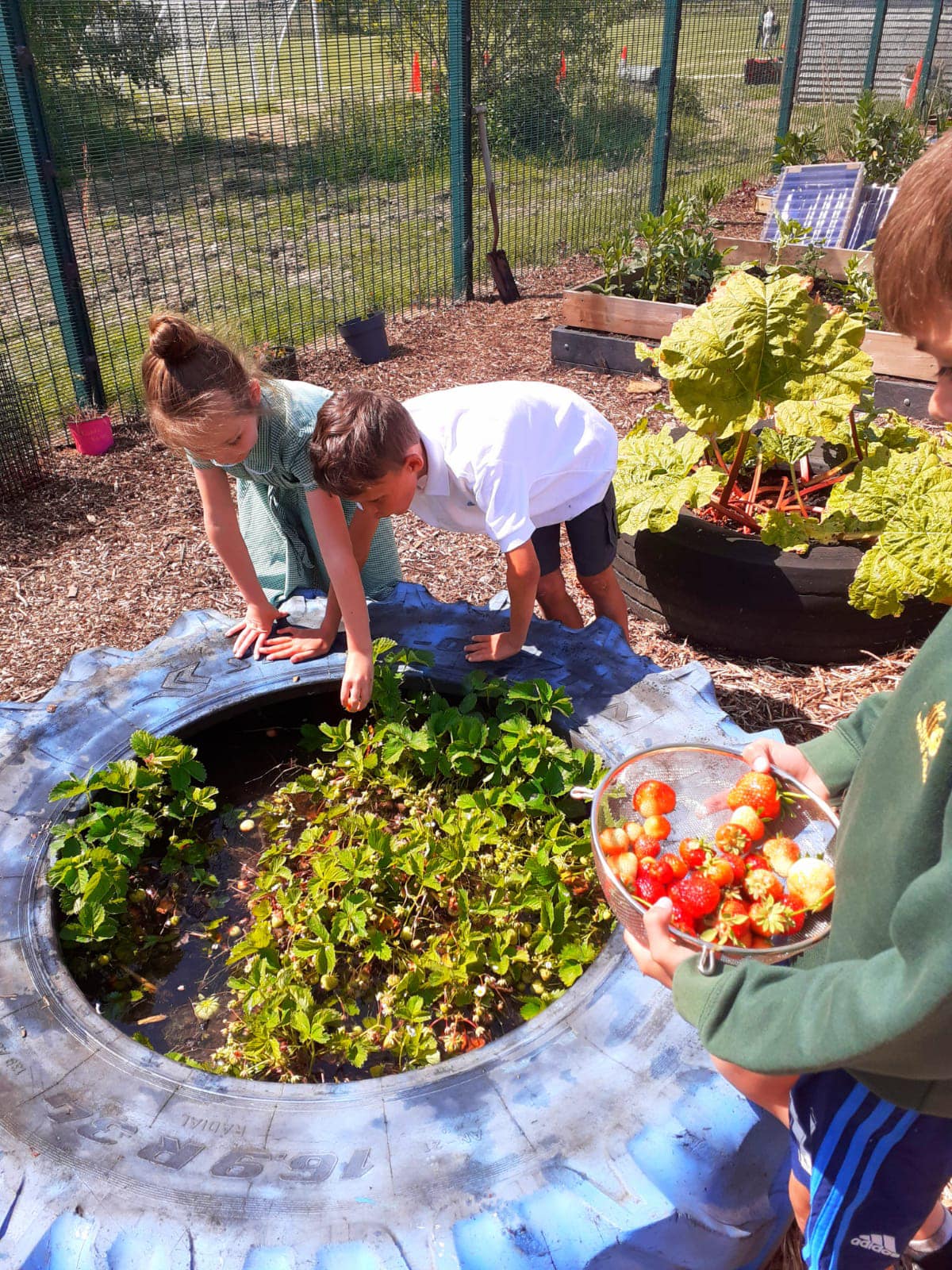 Naomi Parkinson, Ingol Community Primary School, Preston - Jamie Oliver ...